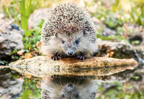 Egels in je tuin, hoe verzorg je die? | Vegalifestyle Magazine