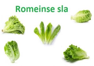 Slasoorten welke zijn er allemaal? | Vegalifestyle Magazine